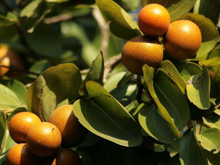 How to Use Ignatia amara - The American Association for Homeopathic ...